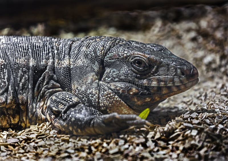 Big argentinian teju 5 stock image. Image of nice, rare - 10270565