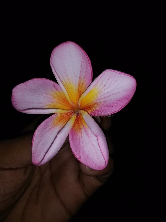 Red temple flower stock photo. Image of temple, plant - 248480078