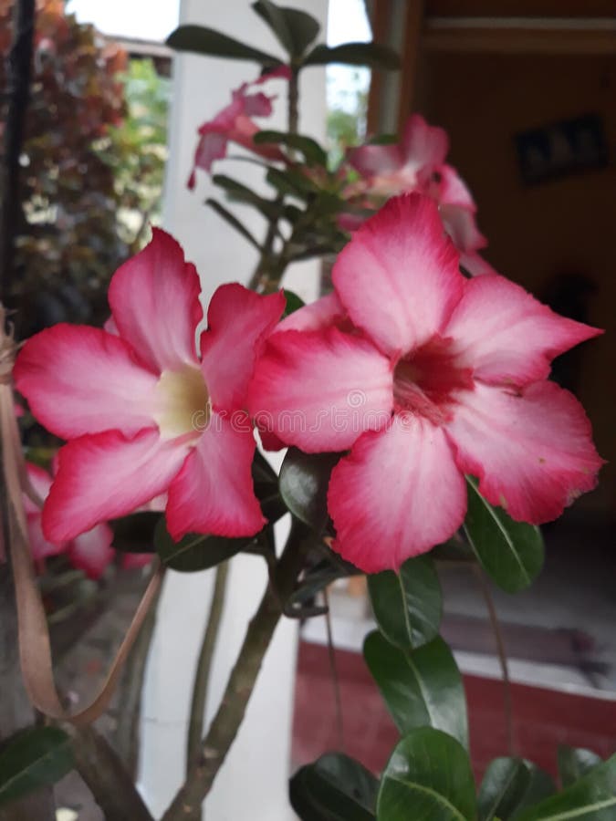 The Red Temple Flowers are Beautiful Stock Image - Image of temple ...