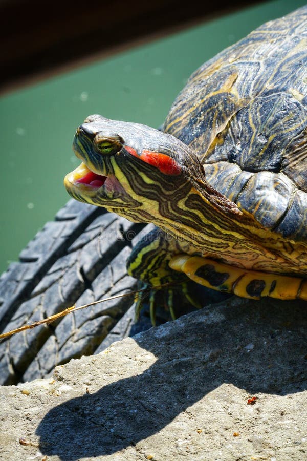 The Red-templed Water Turtle in IOR Park in Bucharest Stock Photo ...