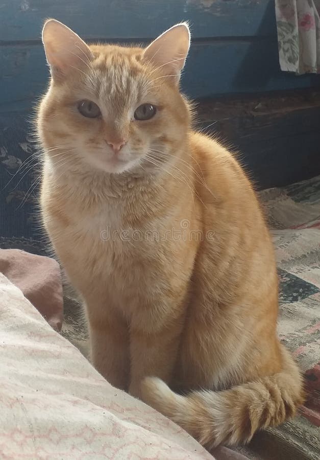 Red tempter stock image. Image of fluffy, looks, clawed - 180686143