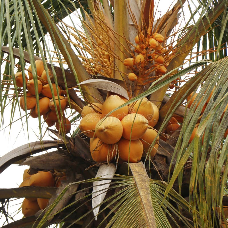Red Tender Coconut in Its Own Tree Stock Image - Image of bunch, fruit ...