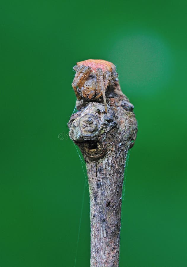 Red tent spider stock image. Image of closeup, green - 26382933