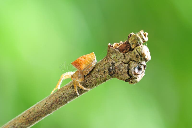 Red tent spider stock image. Image of backlight, closeup - 26713751