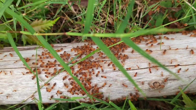 Red termites on the wood. stock video. Video of damage - 282728167