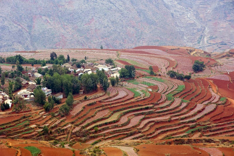Chinese Terrace Farm With Red Soil Stock Image - Image of farmland ...