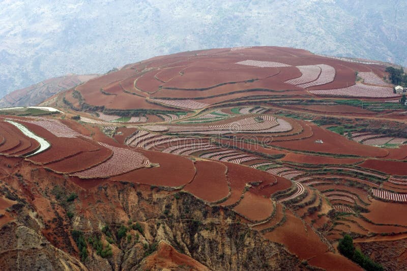 The Red Terrace of Yunnan, China Stock Image - Image of paradise, food ...