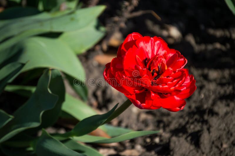 Red Terry Tulip, Miranda Variety Stock Image - Image of tulips, blossom ...