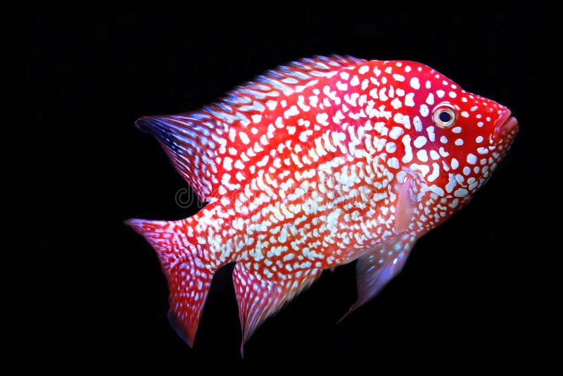 Red texas cichlid stock photo. Image of nature, guppy - 42966264