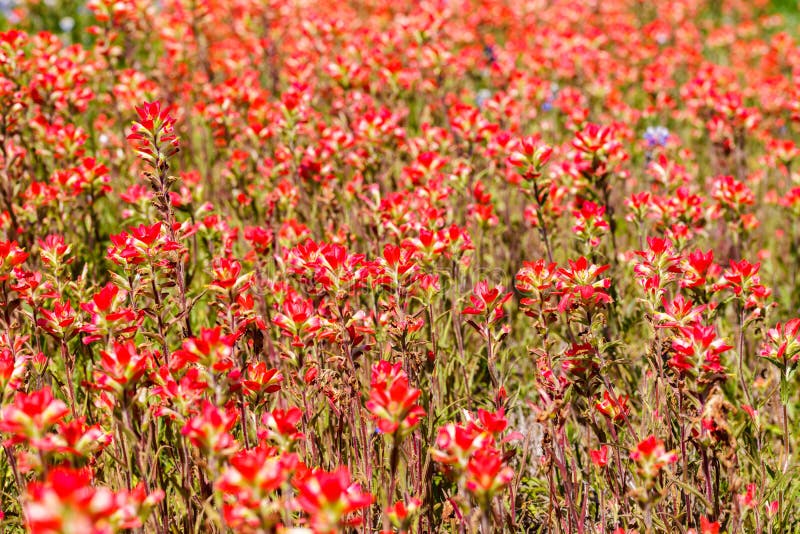 Red Texas Wildflower stock image. Image of petal, outdoor - 71892223