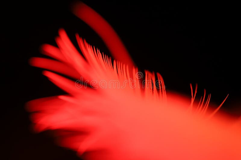 Red Texture Abstract on Black Background, Bird Feather Stock Photo ...