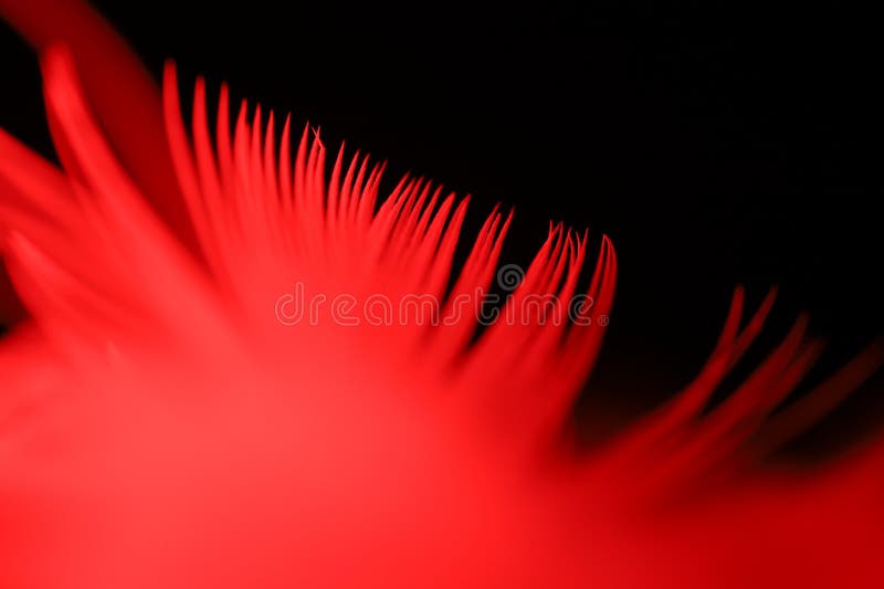 Red Texture Abstract on Black Background, Bird Feather Stock Photo ...