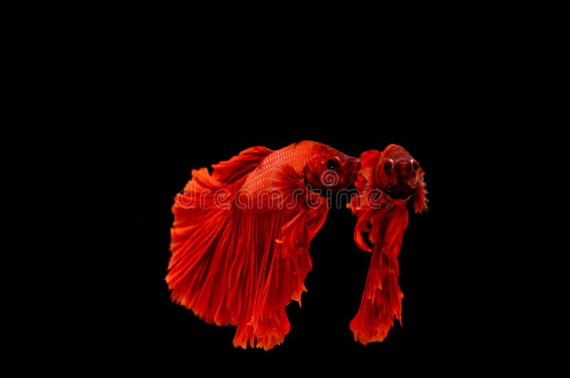 Red Thai Fighting Fish on Background Stock Photo - Image of tropical ...