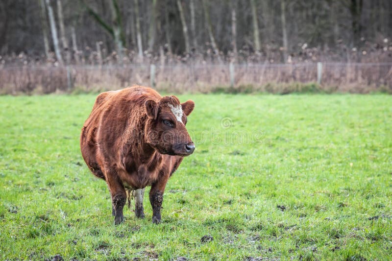 Red Thick Cow in Pasture. stock photo. Image of female - 344037736