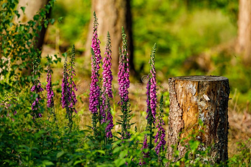 Red thimble in the forest stock photo. Image of purpurea - 192111718