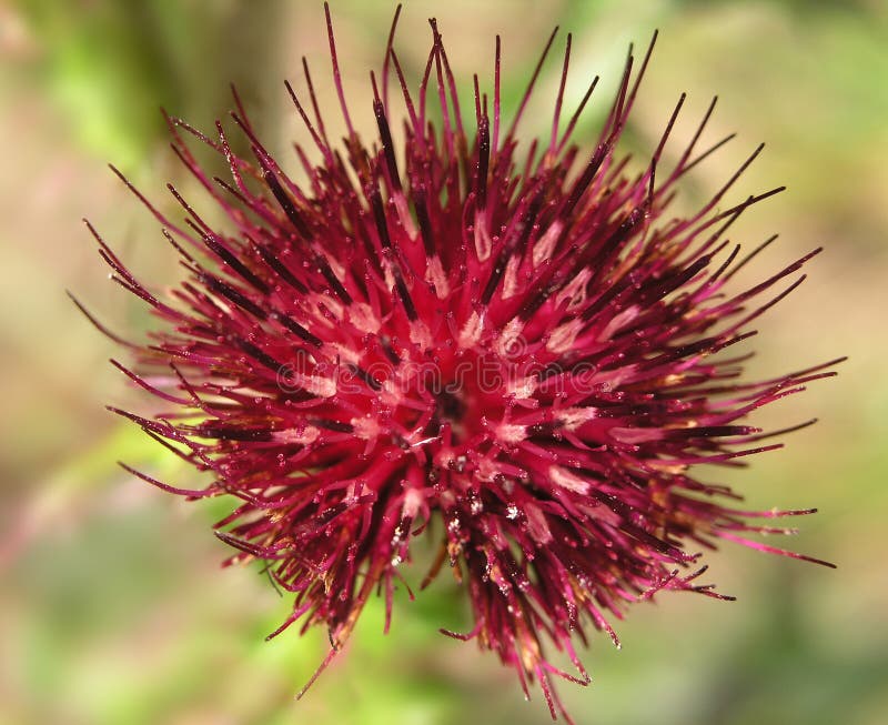 1,656 Thistle Red Bloom Stock Photos - Free & Royalty-Free Stock Photos ...