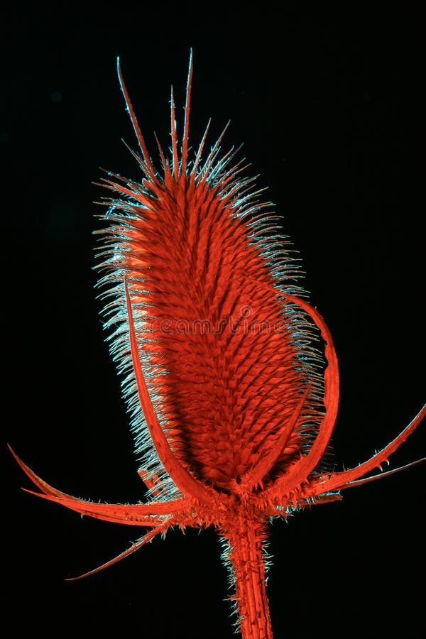 Red Thistle stock image. Image of stemmed, textured, enhanced - 2227327