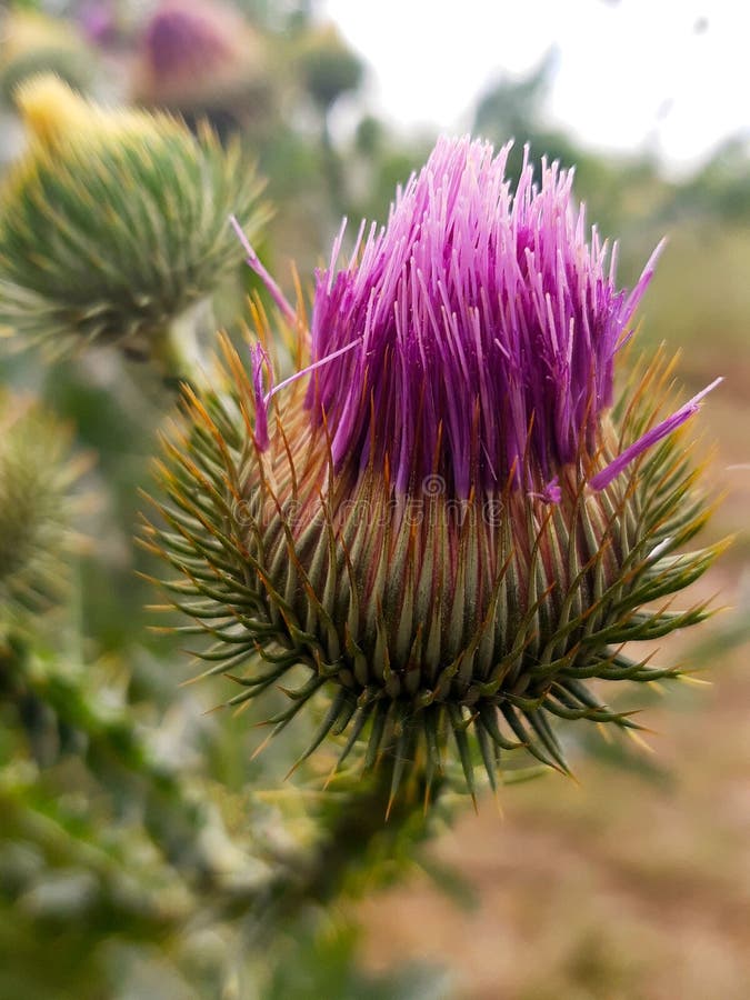 Thistle flower close up stock photo. Image of color - 274105524