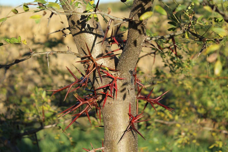 Red Thorns Displayed on a Young Tree Stock Image - Image of clear ...