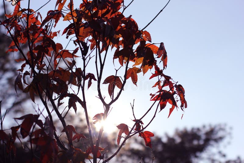 Red Three-pointed Maple Leaf on a White Background Stock Image - Image ...
