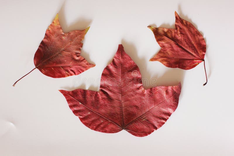 Red Three-pointed Maple Leaf on a White Background Stock Image - Image ...