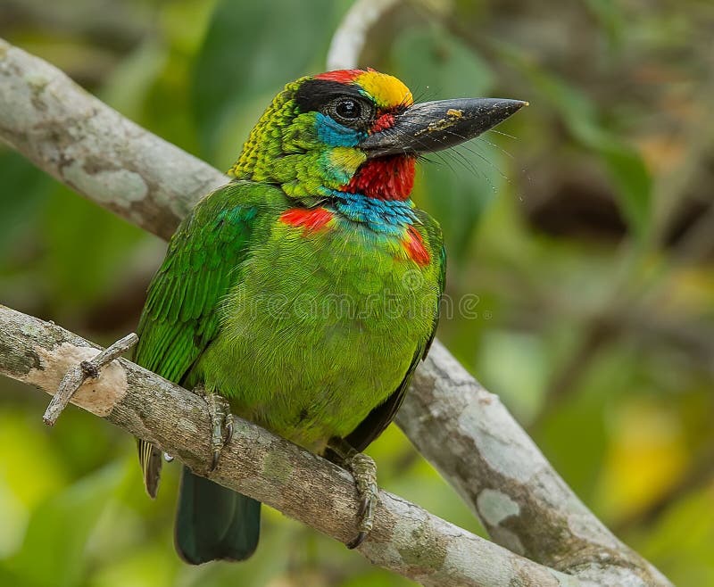 Red throated barbet stock image. Image of budgie, beak - 220484743