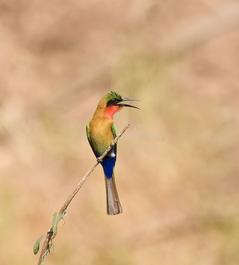 Big Colony of the Bee-eaters in Their Burrows on a Clay Wall. Africa ...