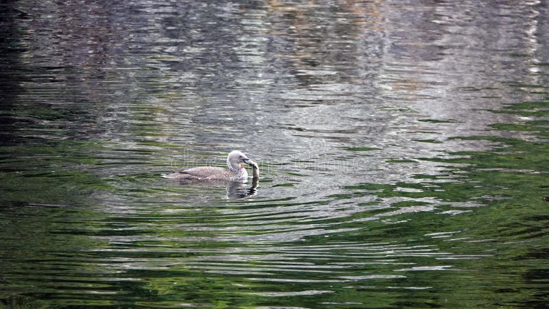 Red Throated Loon Catching Fish on Wilderness Road in Sweden Stock ...