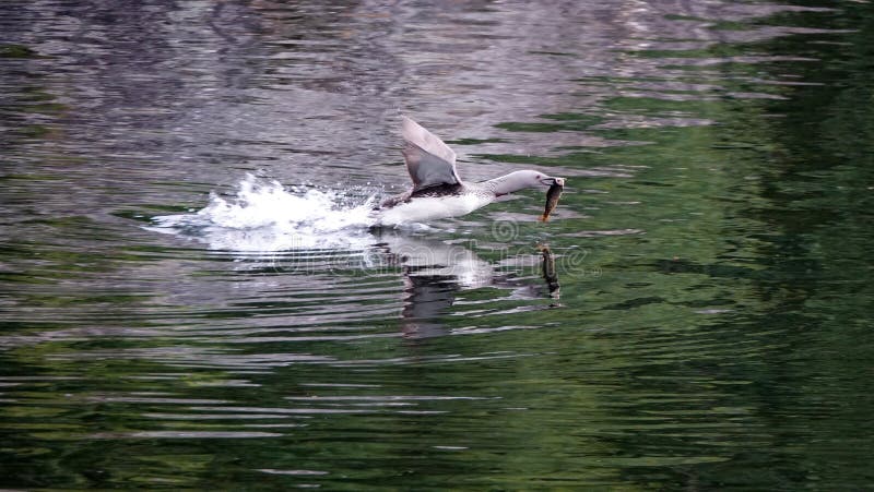 Red Throated Loon Catching Fish on Wilderness Road in Sweden Stock ...