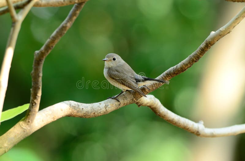 Red-throated flycatcher stock image. Image of outdoor - 22931113
