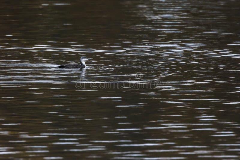 Red-throated Loon Gavia Stellata Stock Image - Image of flies, beak ...