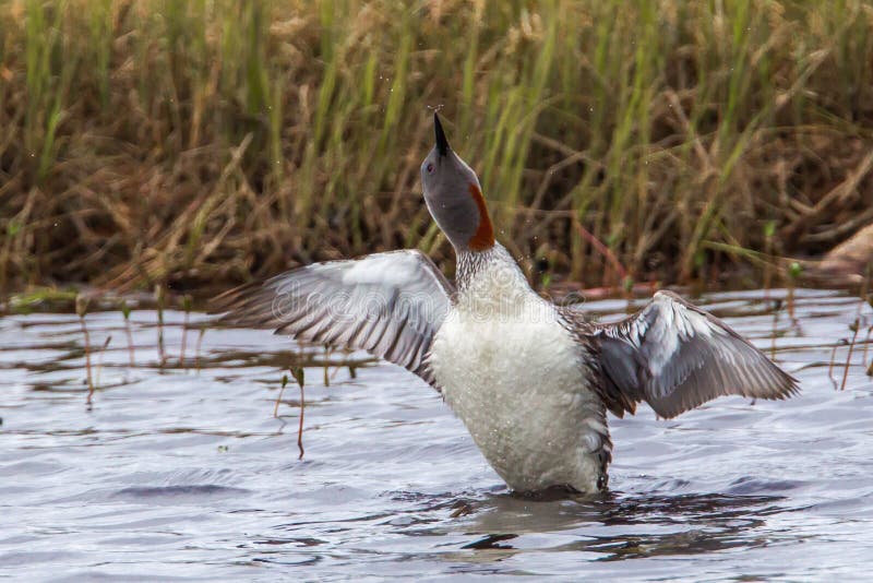Red Throated Loon stock photo. Image of pond, head, breeding - 41970858