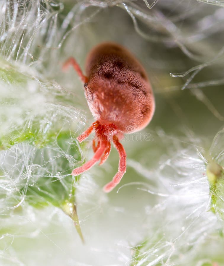 Red tick in nature. macro stock photo. Image of tick - 108790258