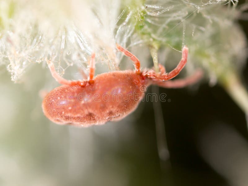 Red tick in nature. macro stock photo. Image of closeup - 109144882