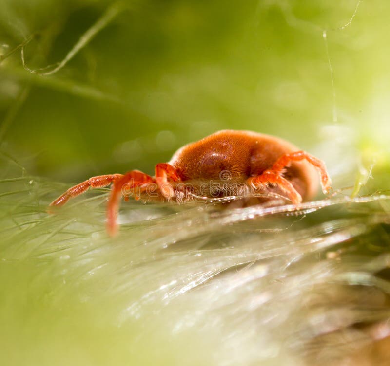 Red tick in nature. macro stock photo. Image of insect - 109144942
