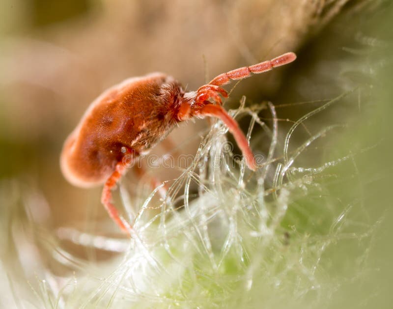 Red tick in nature. macro stock photo. Image of bloodsucker - 109144980