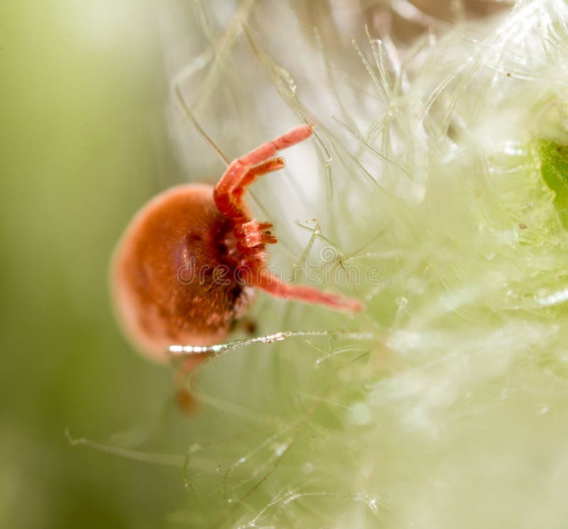 Red tick in nature. macro stock image. Image of small - 109189471