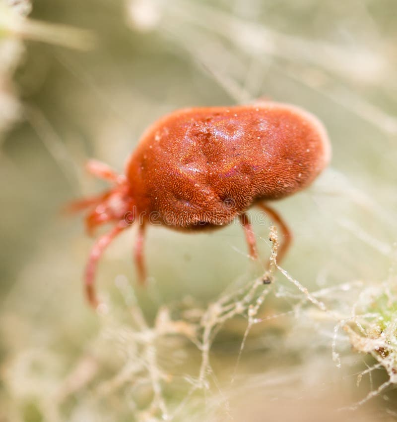 Red tick in nature. macro stock photo. Image of arachnid - 109310836