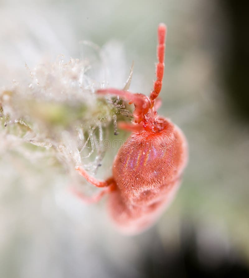 Red tick in nature. macro stock photo. Image of pest - 109343952