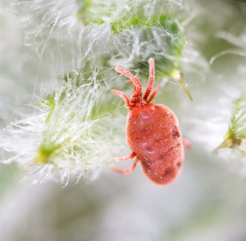 Red tick in nature. macro stock photo. Image of fauna - 109352618