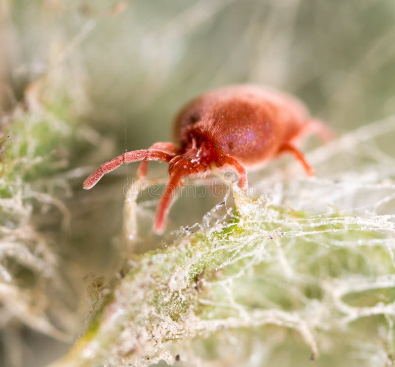 Red tick in nature. macro stock photo. Image of biology - 109353058