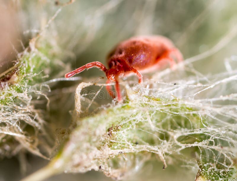 Red tick in nature. macro stock image. Image of acarus - 109354049