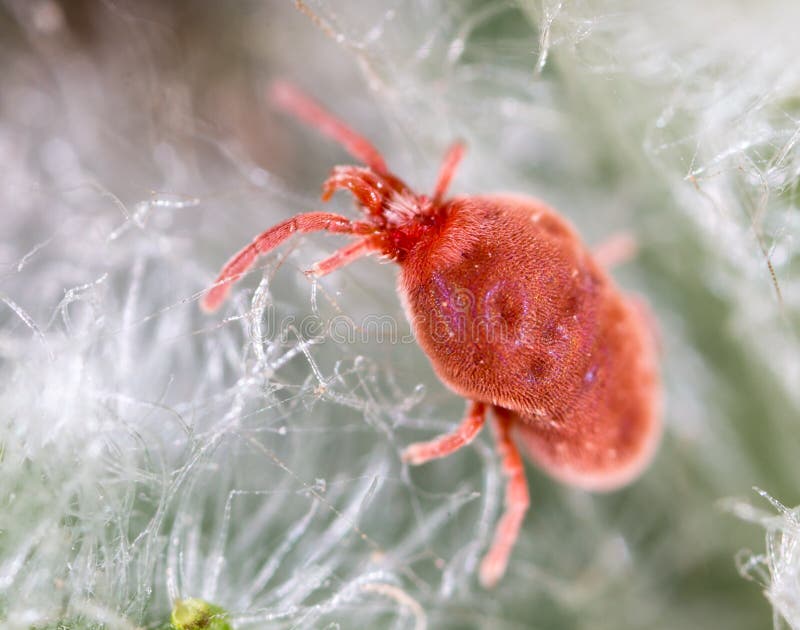 Red tick in nature. macro stock photo. Image of biology - 109460736