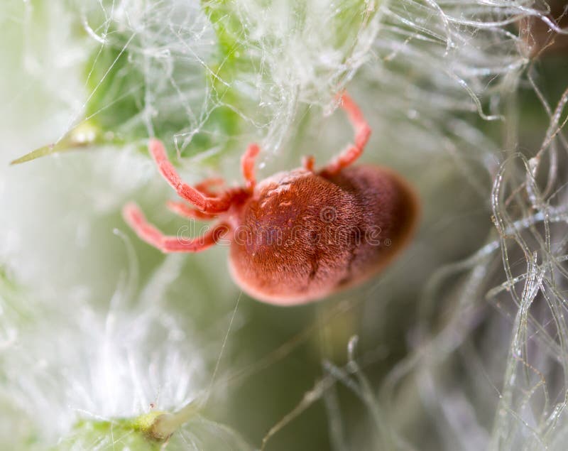Red tick in nature. macro stock image. Image of fauna - 109460739