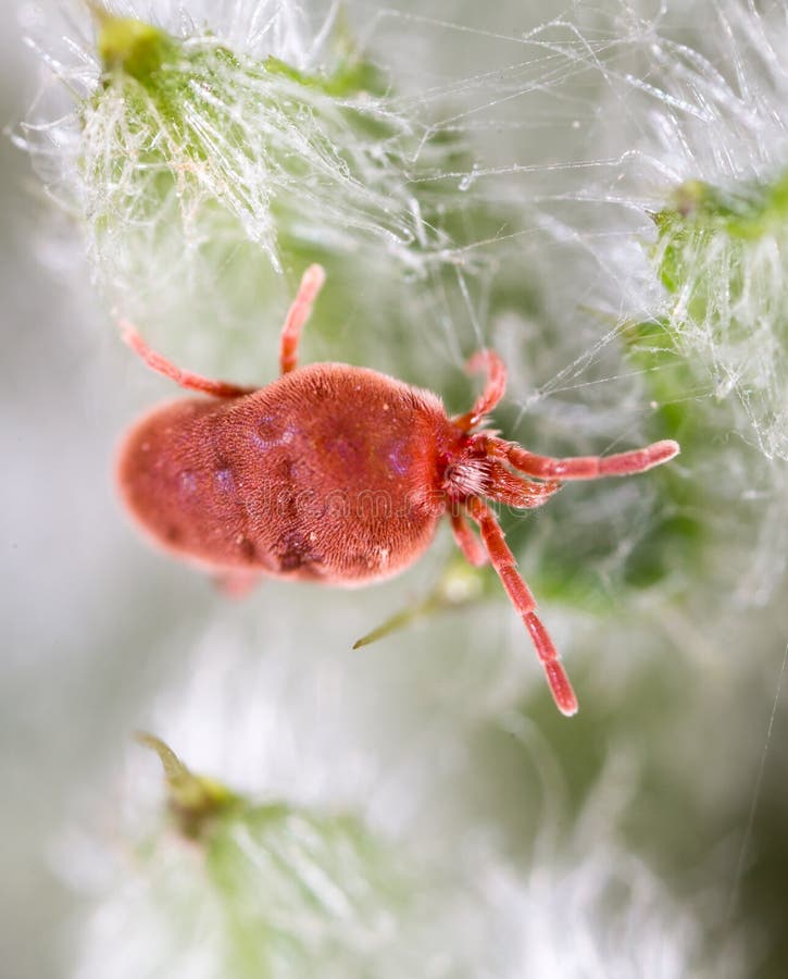 Red tick in nature. macro stock photo. Image of ixodid - 109801704