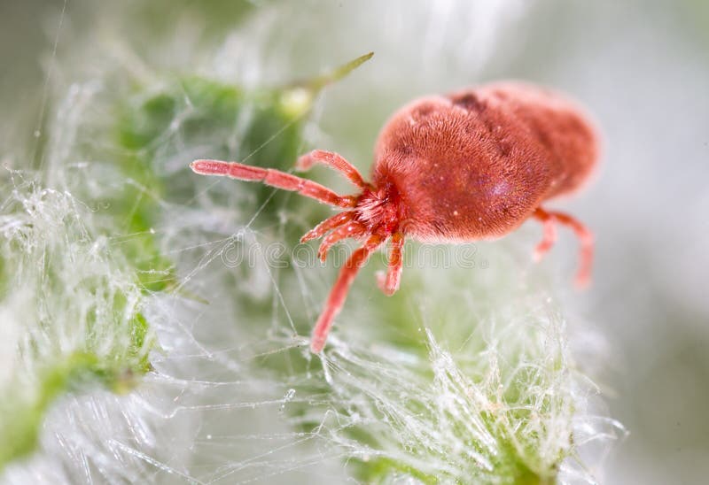 Red tick in nature. macro stock photo. Image of ixodid - 110000838
