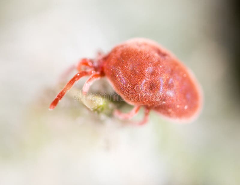 Red tick in nature. macro stock photo. Image of nature - 110832378