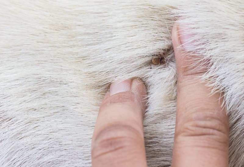 Red Ticks on Dog Fur ; Selective Focus at Red Ticks Stock Image - Image ...