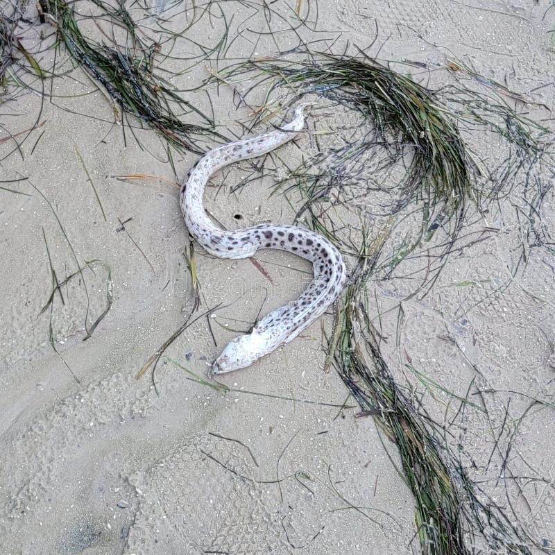 Red Tide Dead Fish in Florida Stock Image - Image of animal, wildlife ...