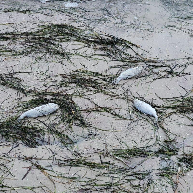 Red Tide Dead Fish in Florida Stock Photo - Image of twig, leaf: 223721800